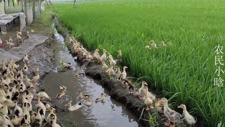 农村种植水稻新方法,稻田养鸭绿色环保还赚钱,咱去瞧瞧吧!