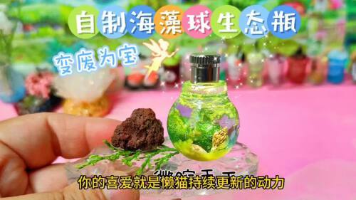 超治愈的海藻球生态瓶制作方法简单到有手就行!