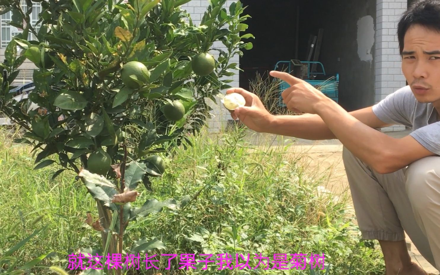 几年前买的橘树结果了,发现结的不是橘子但是很美味,大家认识吗