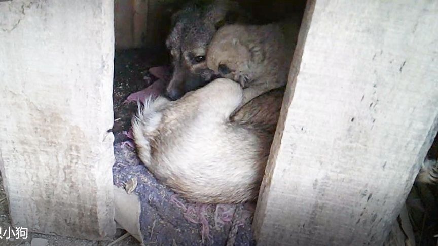 数数母狗身下有几只小狗?我们北方室外养的小狗身体倍儿棒