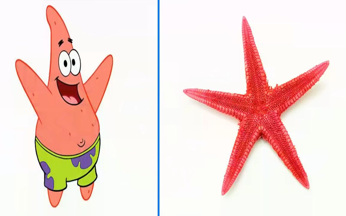 海绵宝宝,现实中的真实原型O(∩_∩)O哈哈~