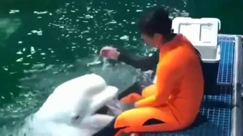 白鲸与饲养员日常互动吐口水,白鲸:让你看看喷泉!