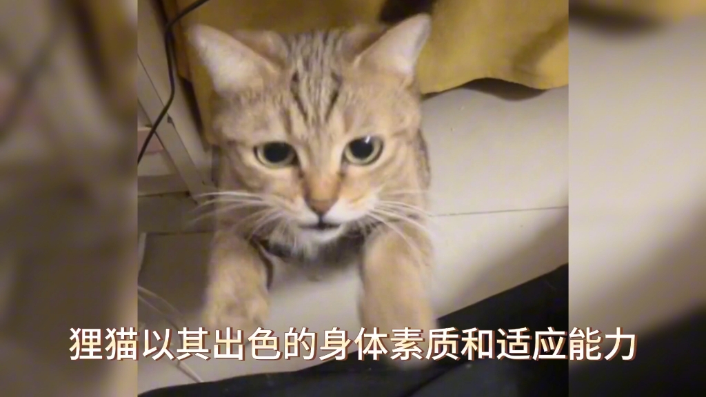 "重磅推荐!迷人而可爱的十种猫咪专属排行榜!"(下)