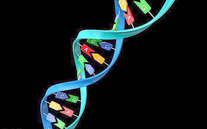 爱学习的孩子们看过来!高度仿真的DNA复制过程!