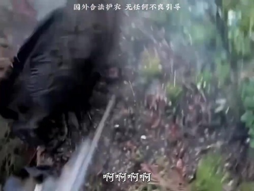 狩猎野猪精彩时刻野生动物零距离充电计划动物篇解说版动物