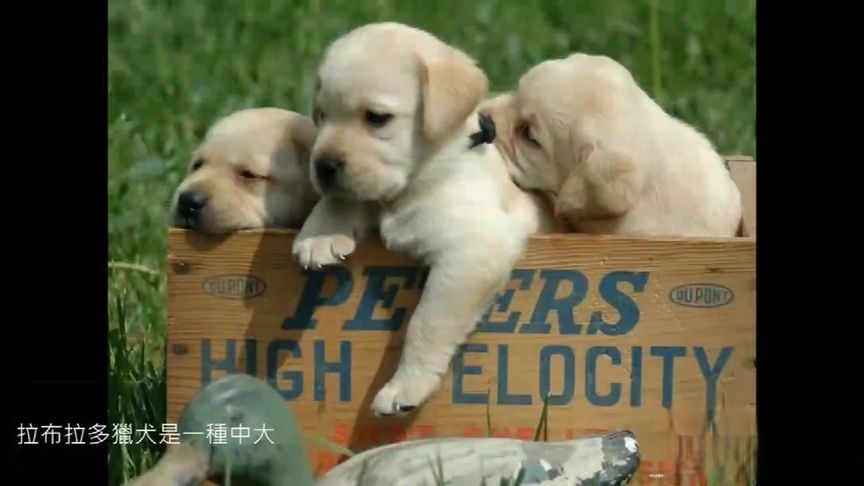【Top 10】 世界十大最受欢迎宠物狗排名