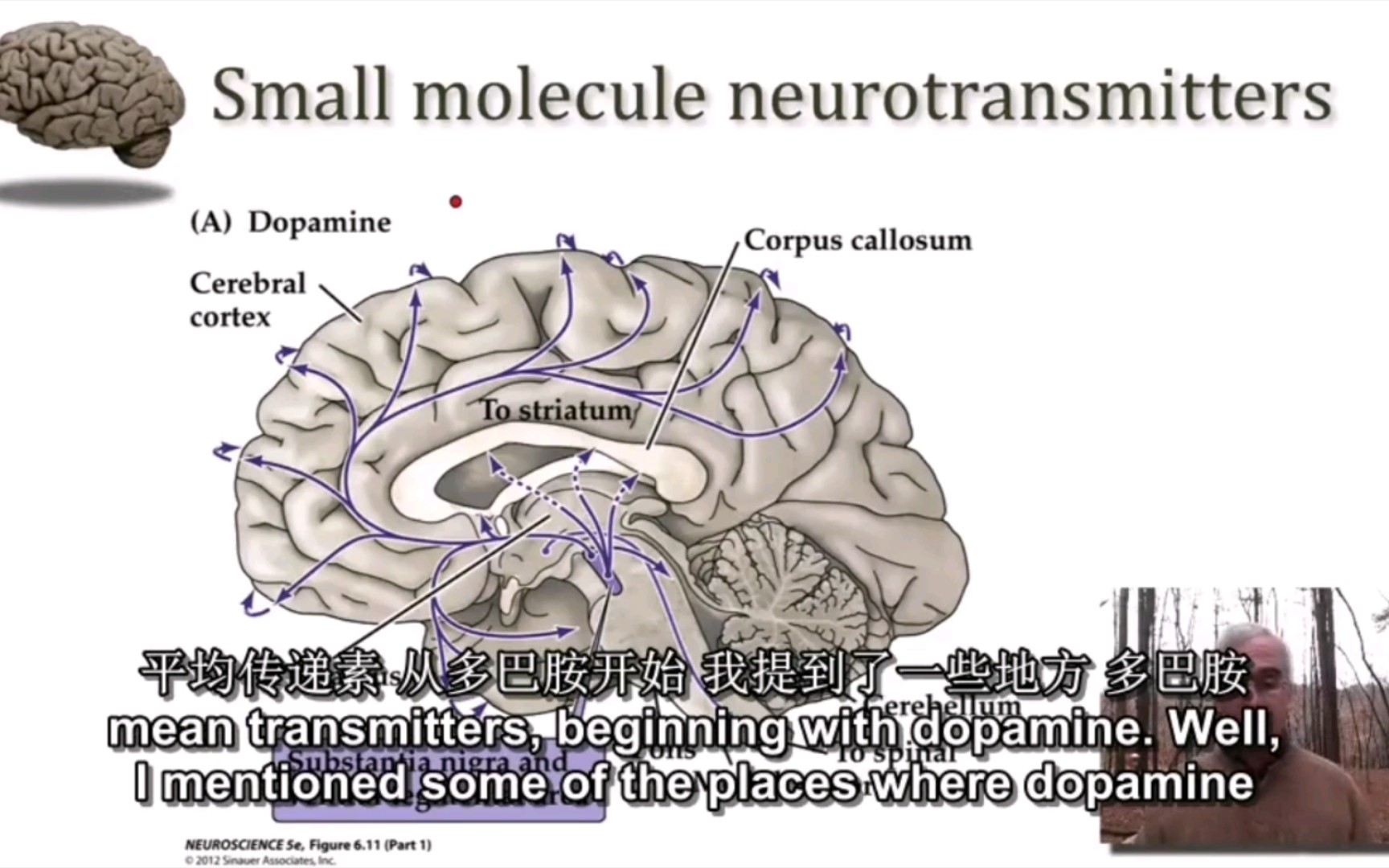2-13 神经递质2(中文字幕)
