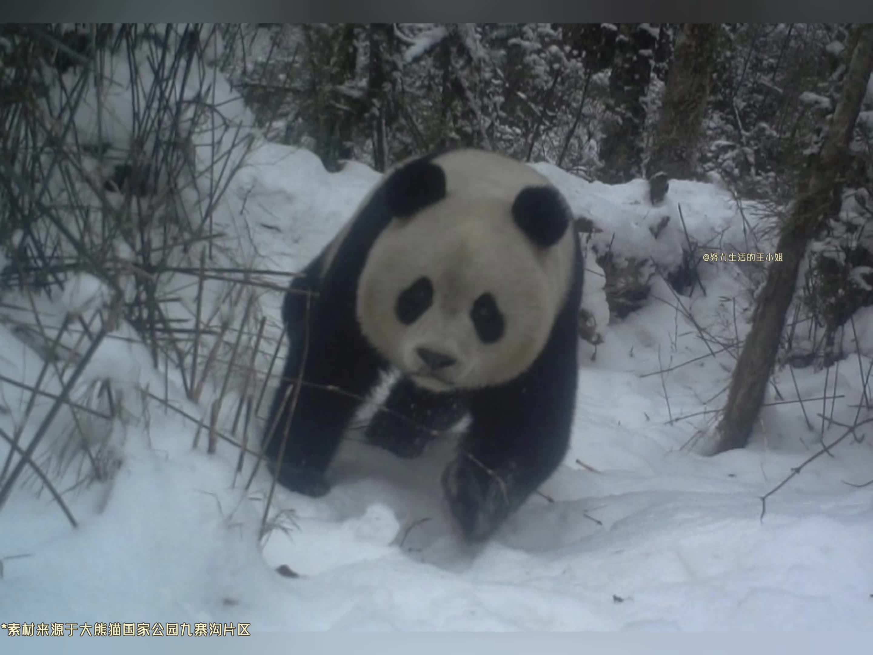 野生珍不高兴|九寨沟野生大熊猫拆家,逃走时摔了个大屁墩ߘ�! #大...