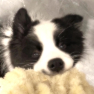 许要要要 