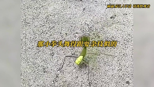 精彩的动物世界:螳螂大战麻雀,这螳螂拳打的太秀了