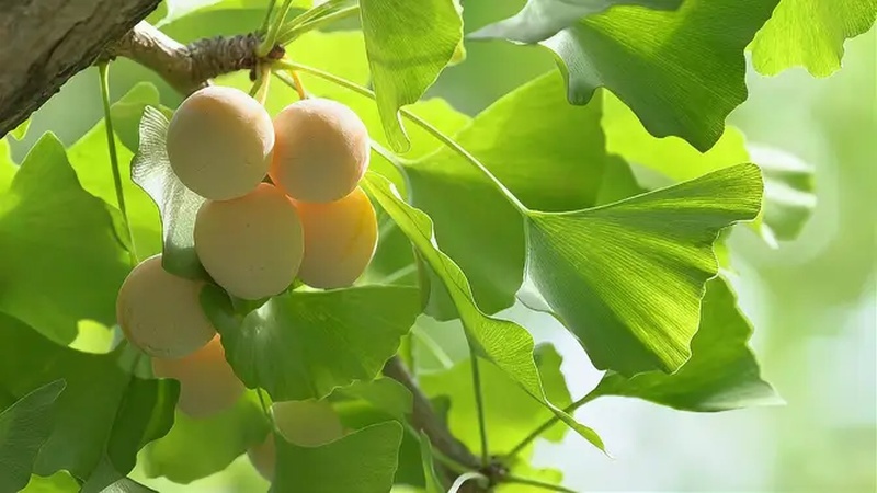 银杏树的多重作用:食用、药用和经济价值介绍