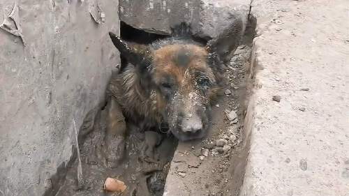 流浪狗被困下水道三天奇迹生还,获救后惊人发现让人心疼落泪