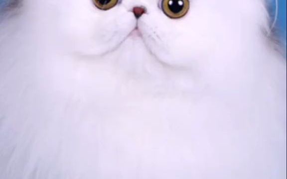 ...网红加菲猫,其实就是是用波斯猫这样人工剪出来的纯种波斯猫价格多少