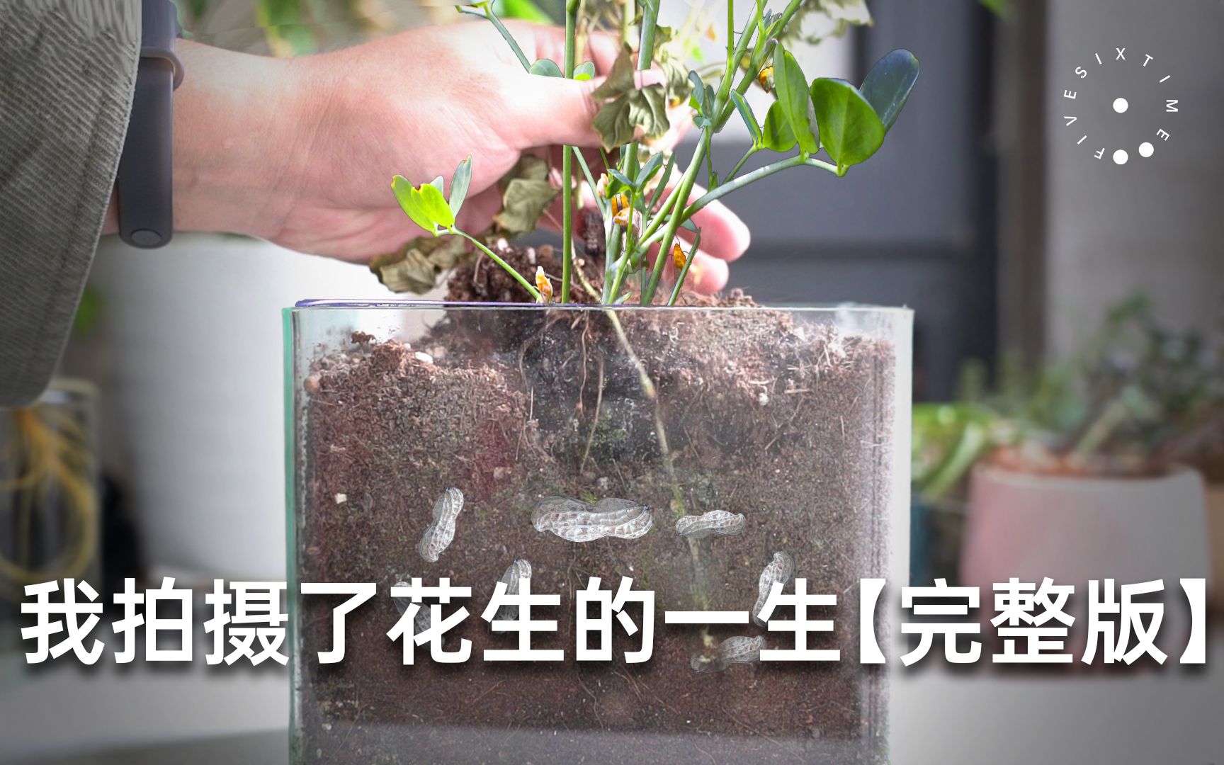 拍摄了136天,花生的一生,从一颗种子到最后的收获果实【完整版】