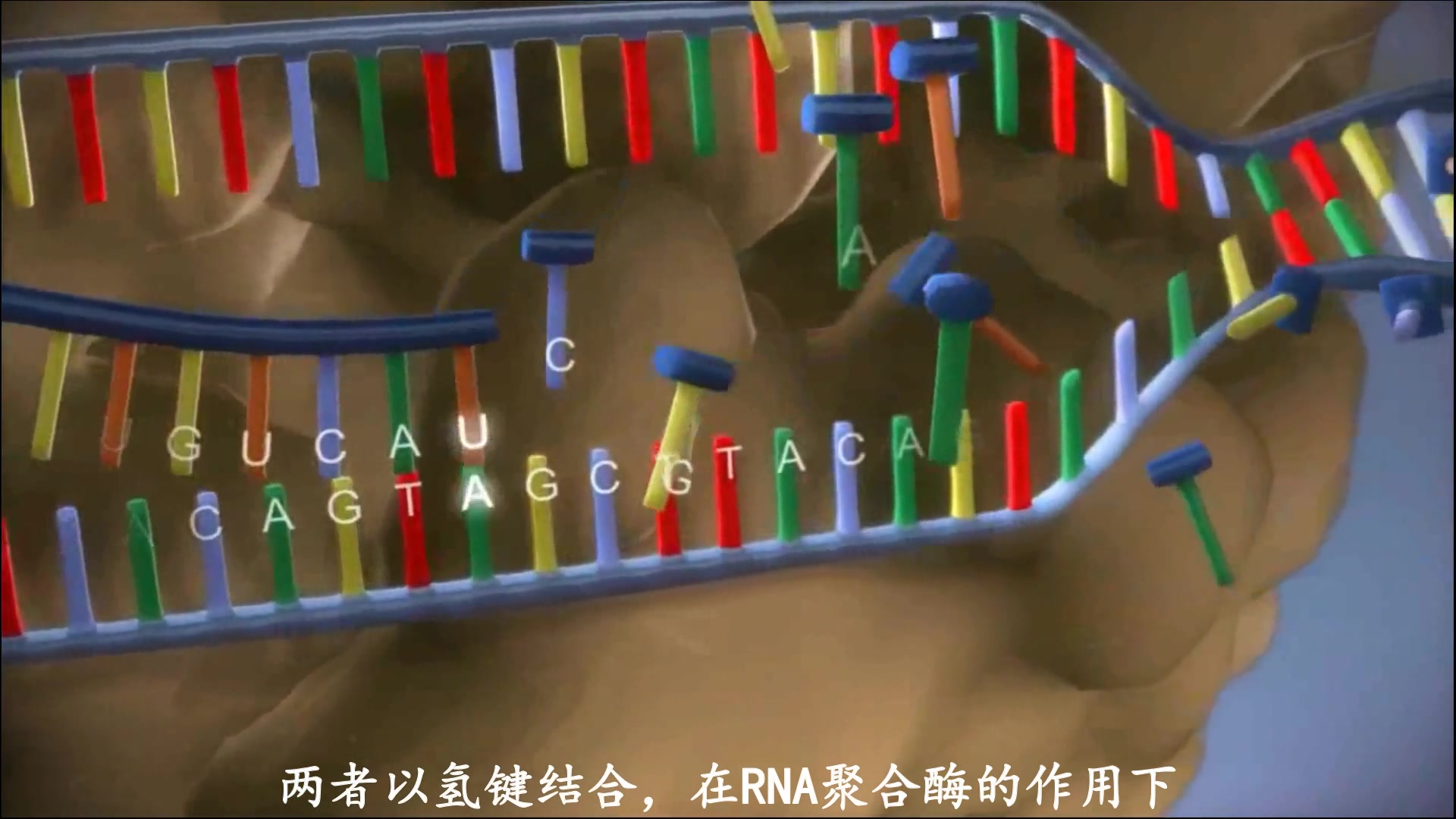 【高中生物】基因的表达