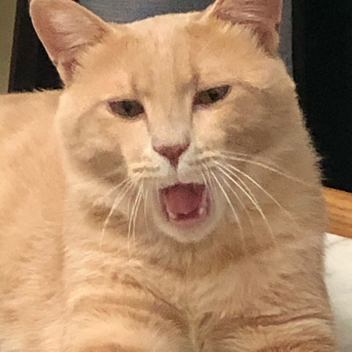 橘猫王陈皮 