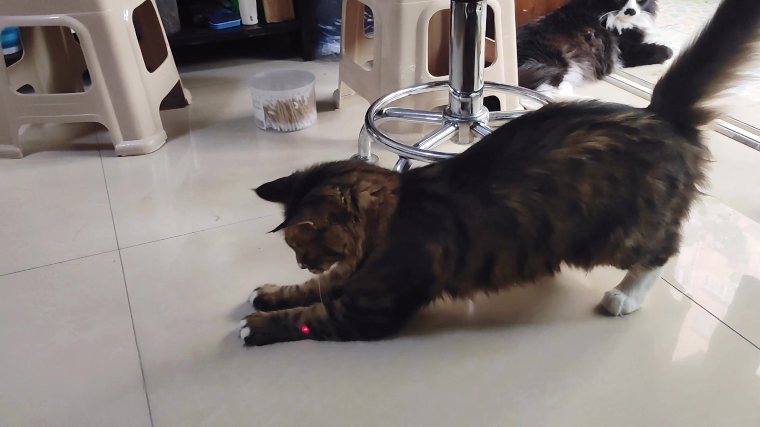 主人拿激光灯逗猫,没有对比就没有伤害,一个特癫狂一个极淡定!