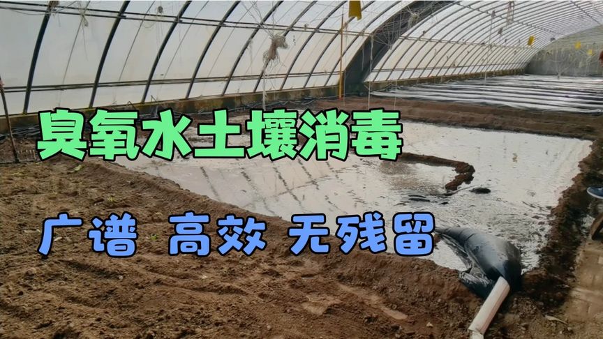 土壤消毒新方法,不使用任何农药,就可以告别土传病虫害