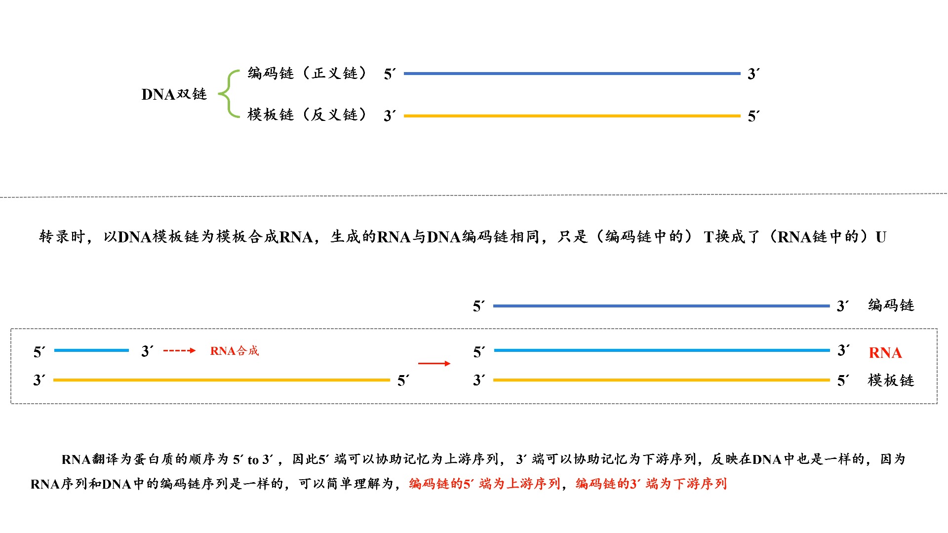 PCR引物理解-Forward 引物(正向引物、上游引物)-Reverse 引物(反向...
