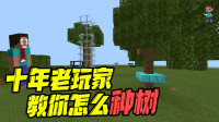 我的世界:在MC中种树也是有技巧的?十年老玩家告诉你怎么种