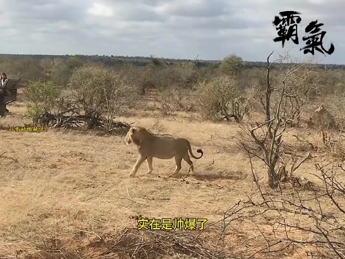 雄狮迎战饥饿的鬣狗世界狮子鬣狗神奇在这里