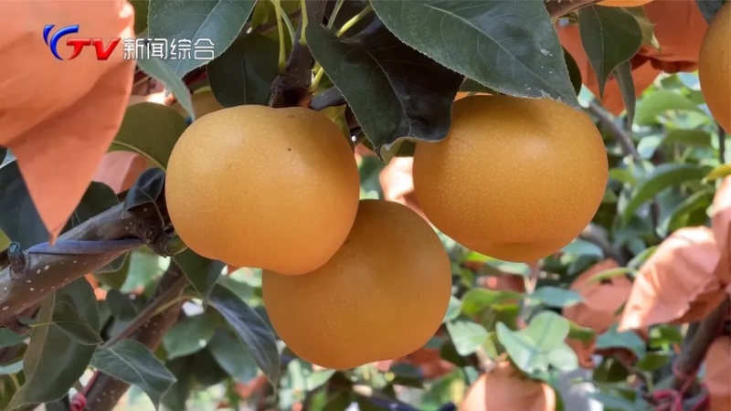 秋月梨这样管!表光好、果个大、糖度高、化渣好