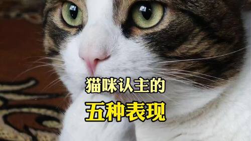 猫咪认主的5种表现