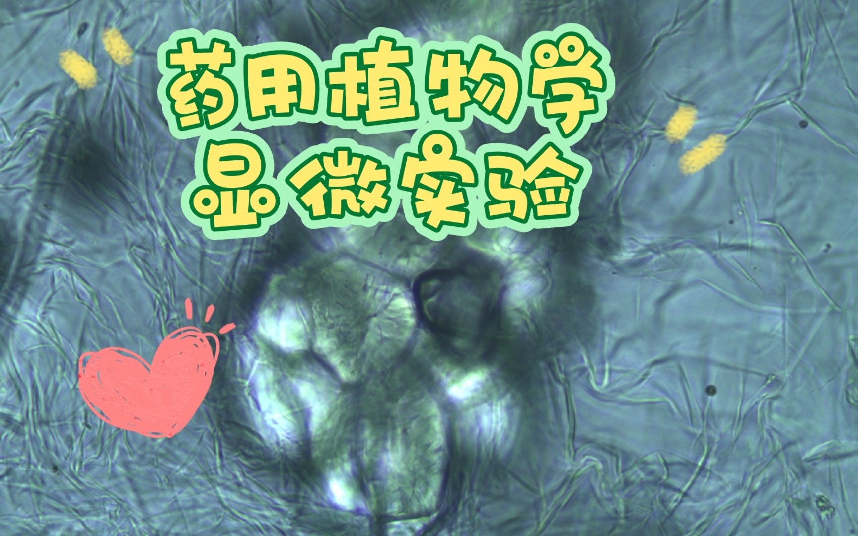 保护组织和机械组织【药用植物学】显微实验
