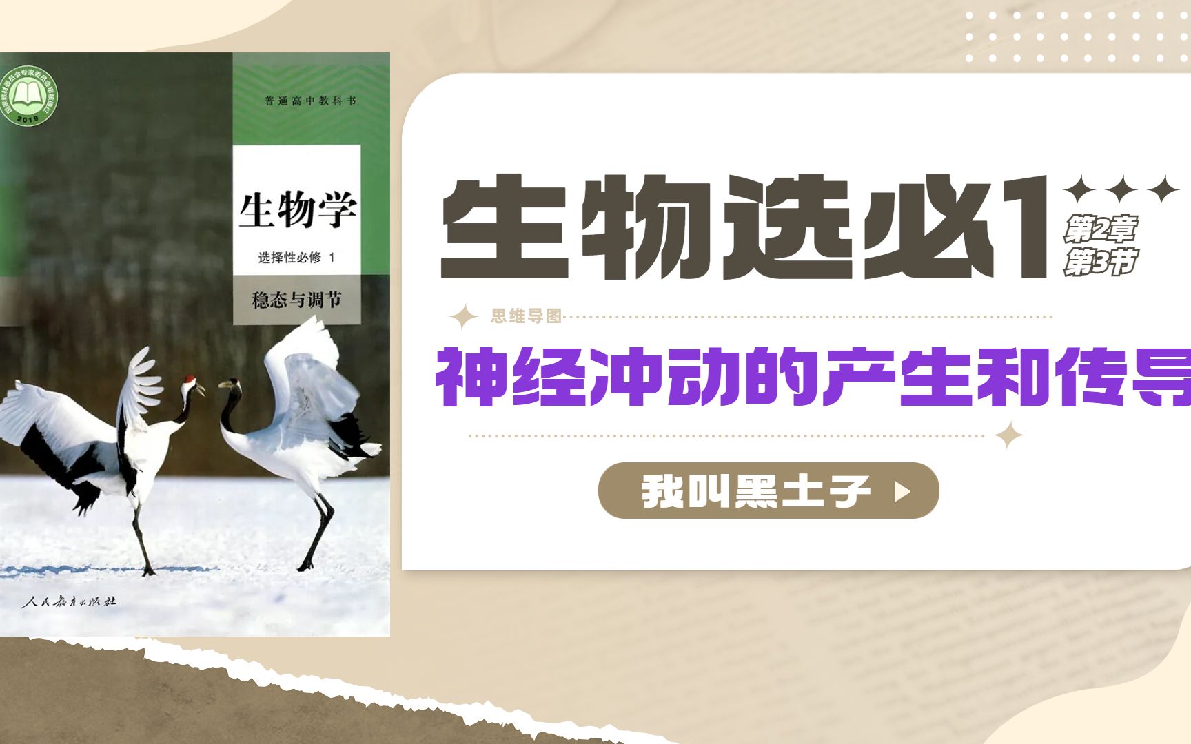 高中生物选必1 2.3神经冲动的产生和传导
