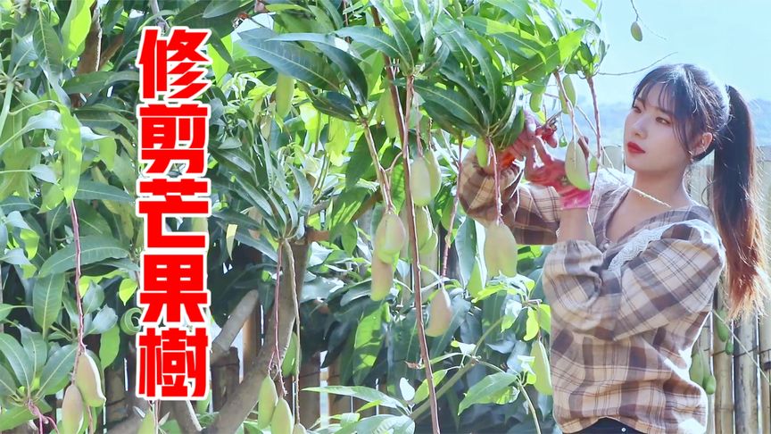 云南姑娘兼职芒果修枝技术员:掌握这门修剪技术,挂果率才高