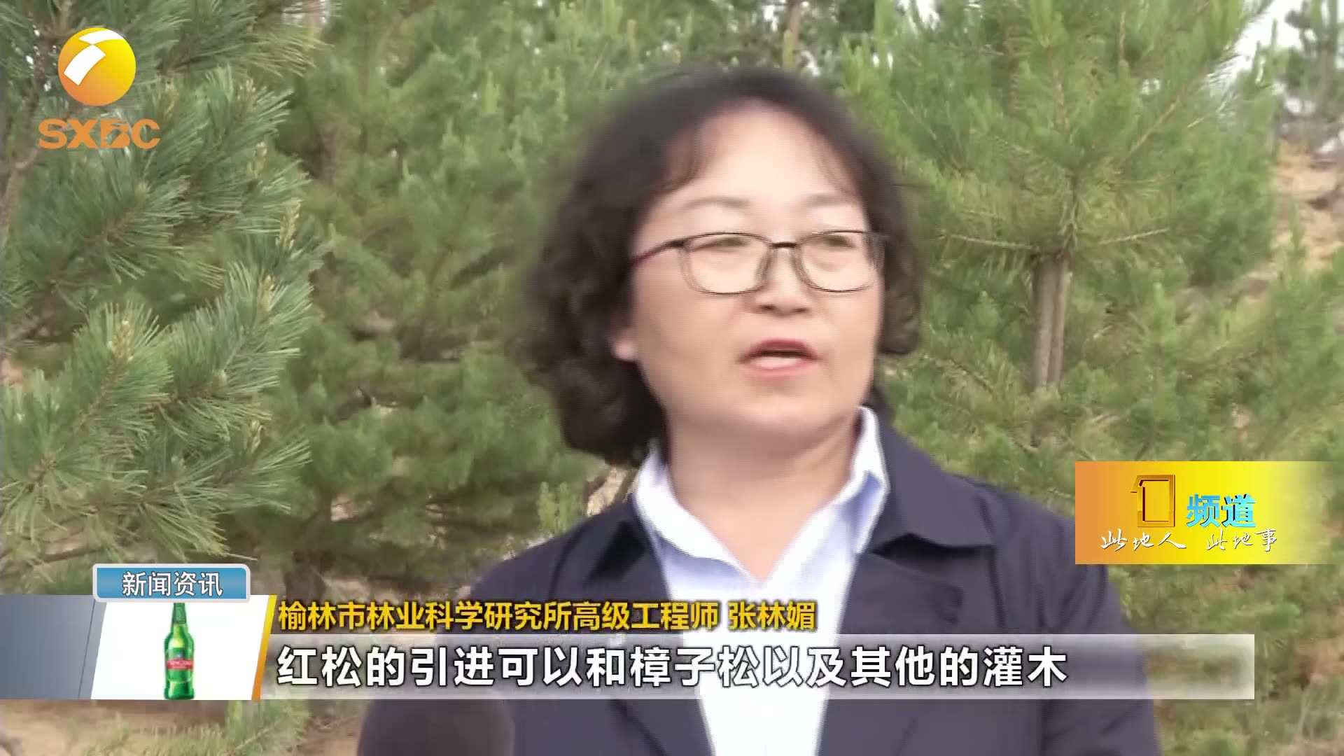 榆林:樟子松嫁接红松技术成功应用 和谐共生提升林业产业效益