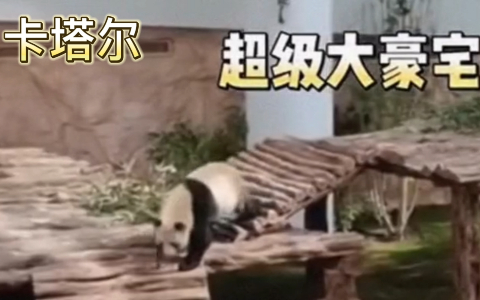 各国借走的大熊猫现状如何了