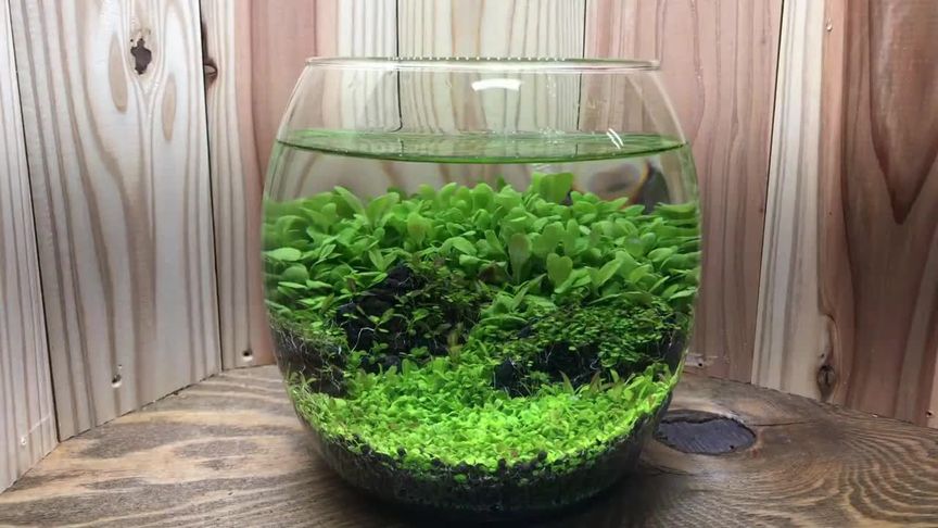 简易培植绿色生态小世界!生态景观鱼缸制作,家居养鱼必备!