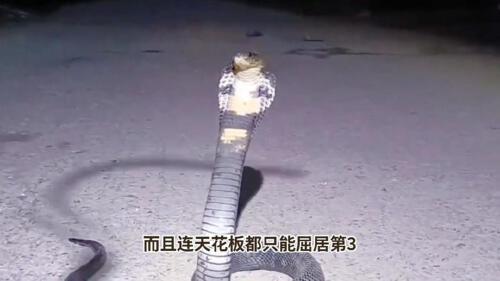 一口气看完,中国最毒毒蛇天花板排名,五步蛇也只能屈居第3