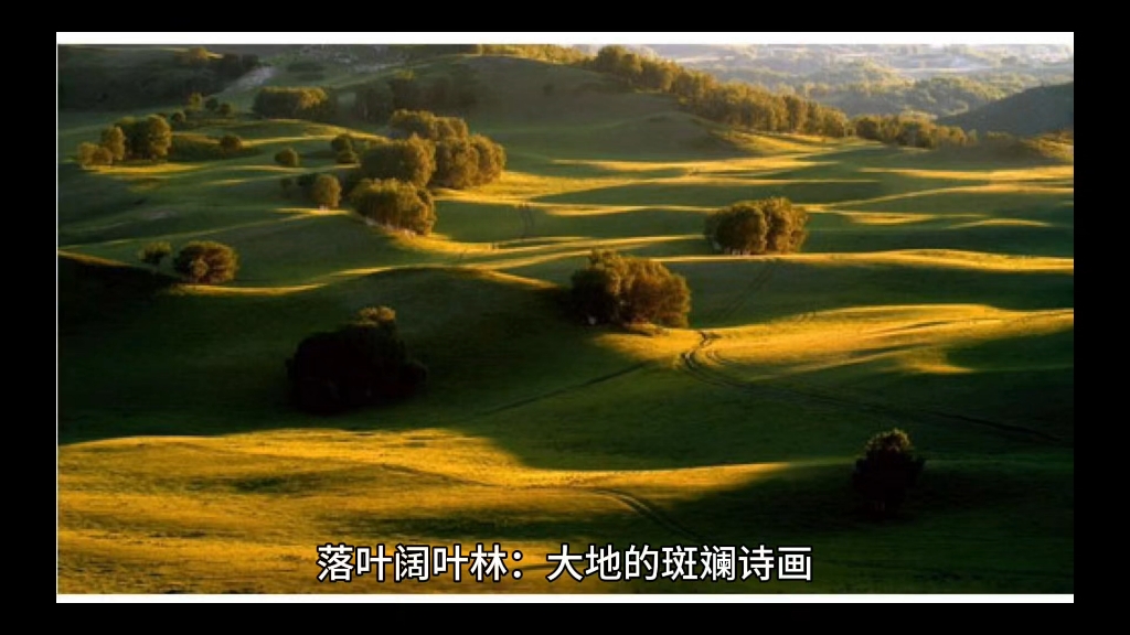 落叶阔叶林:大地的斑斓诗画