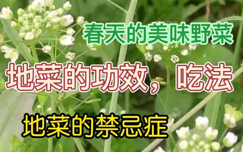 三月三荠菜煮鸡蛋您吃了吗?快来了解荠菜的功效、吃法、禁忌,放心...