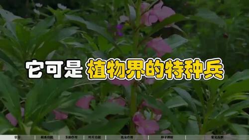 凤仙花全身都是宝!揭秘各部位神奇功能,看完涨知识了