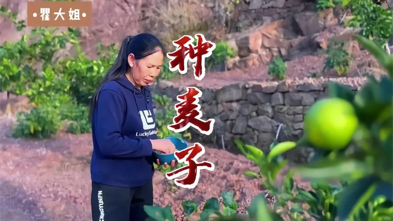 农村小麦种植忙,奏响乡村振兴的希望乐章,在阳光下努力生长