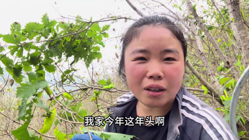 山里的蚕树叶不够吃,蚕饿的到处爬,只能舍弃一些不要了