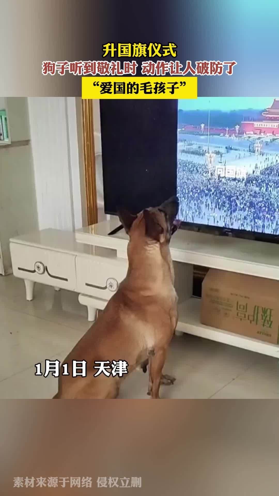 升国旗仪式,狗子听到敬礼时 动作让人破防了!