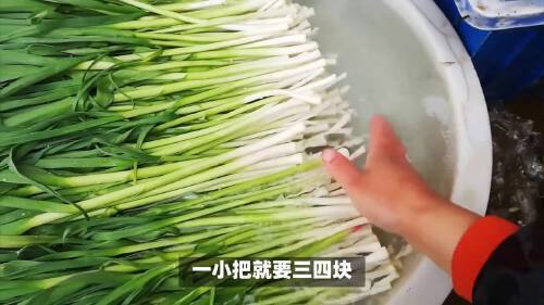 不花一分钱!矿泉水瓶种蒜苗,一年四季吃不完