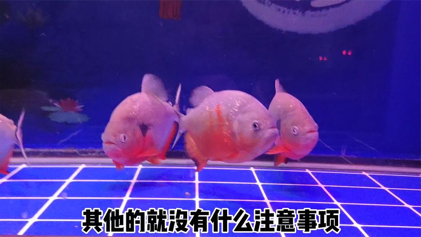 新鱼缸到家后,在养鱼之前,需不需要杀菌消毒?