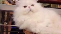 纯白波斯猫,坐标杭州,价格8800