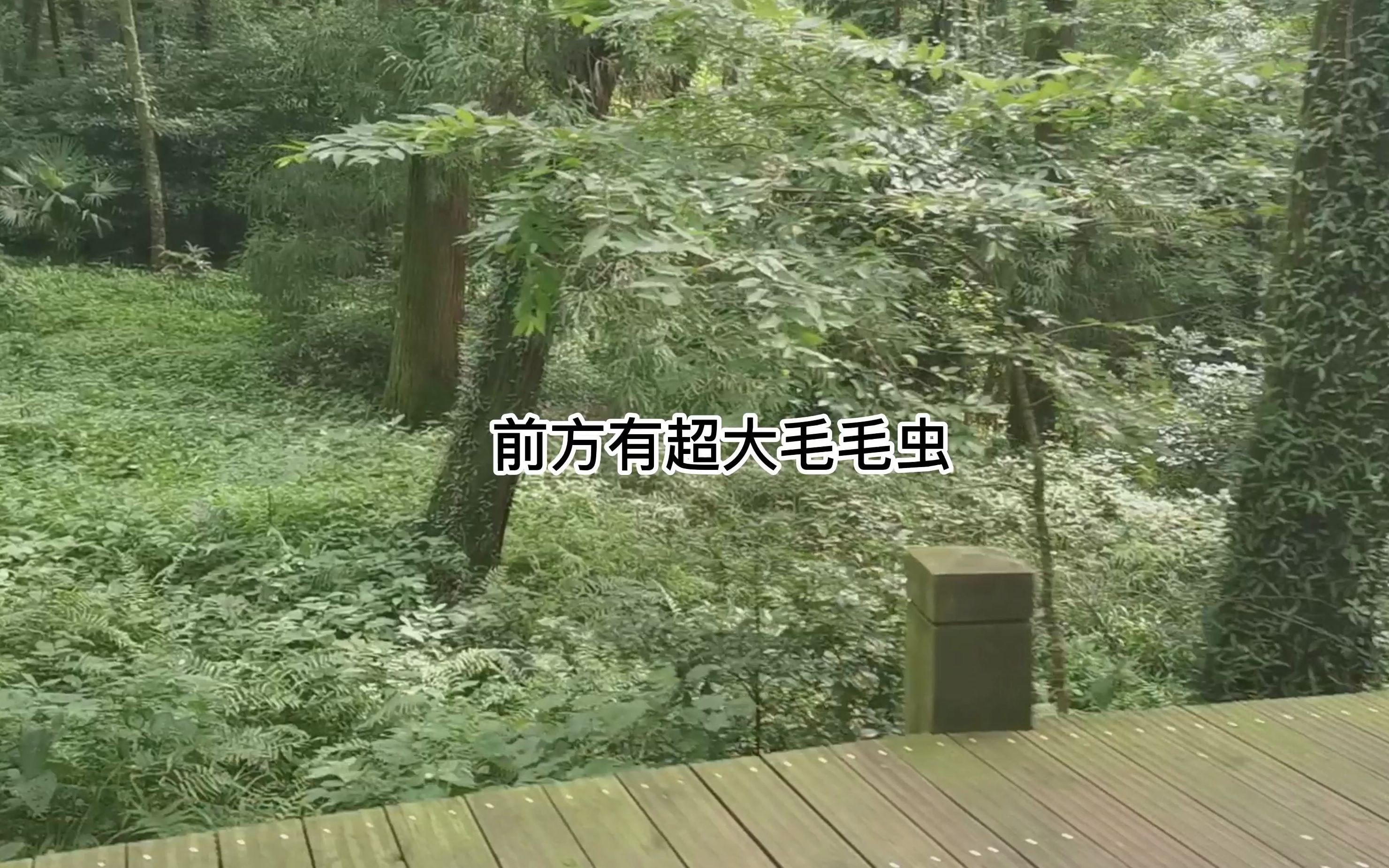 【野外实习】植物学