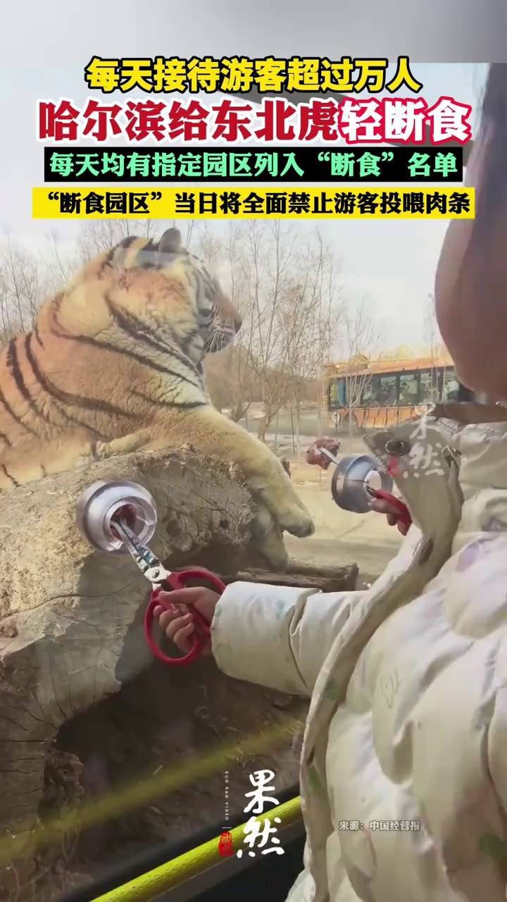 游客激增哈尔滨给东北虎轻断食