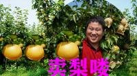   20万斤丰水梨滞销,老乡让小熙帮忙网售,小熙霸气回复:不能卖