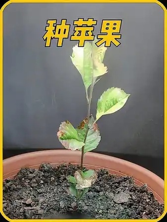 如果将苹果从种子开始种植,需要多久才能吃到它的果实呢?