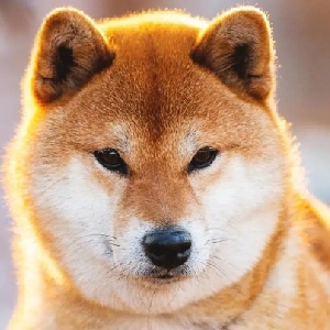 刚入坑小萌新 