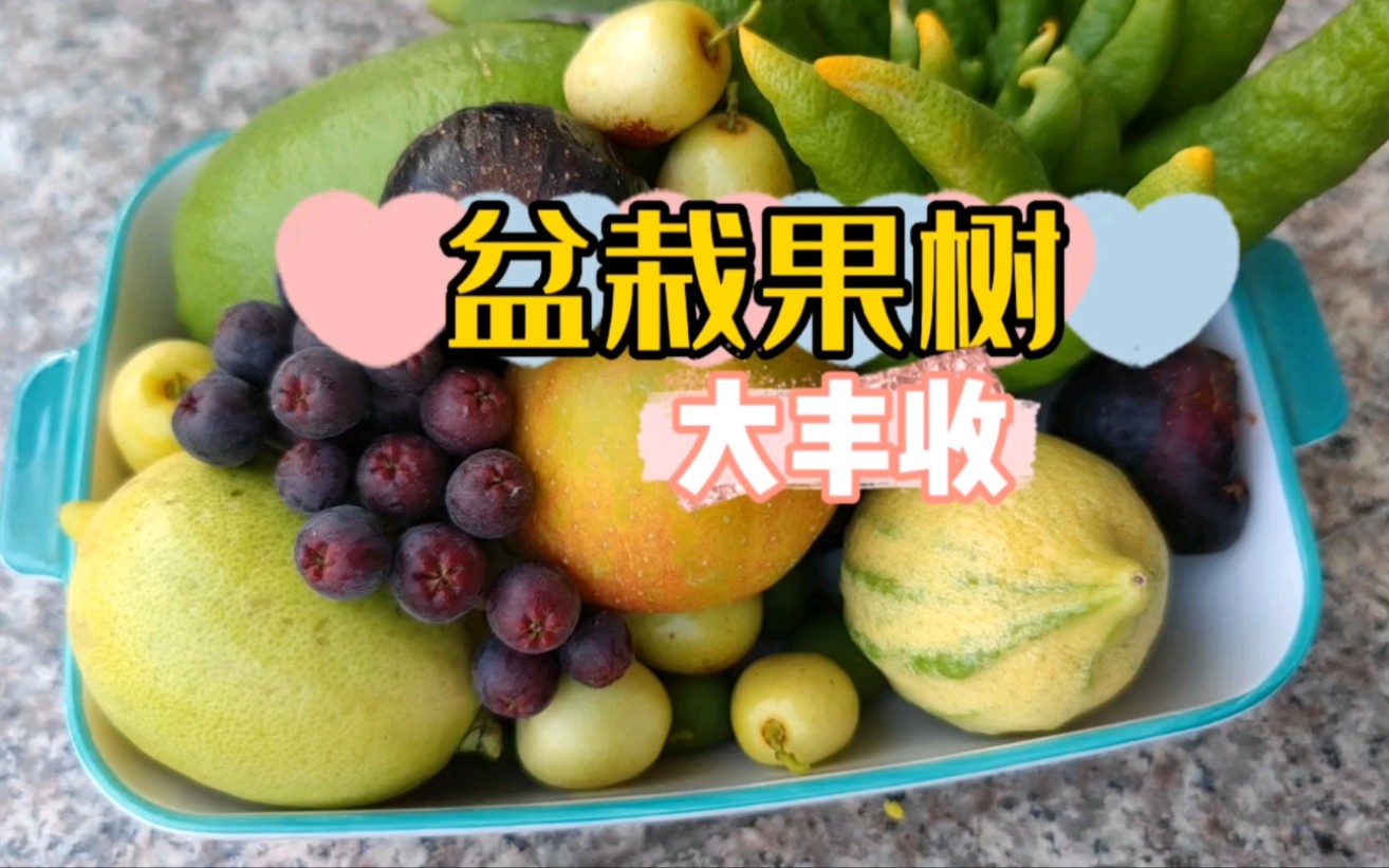 都是我的盆栽果树,一次可以摘到这的多品类,一年四季都有水果,有些...