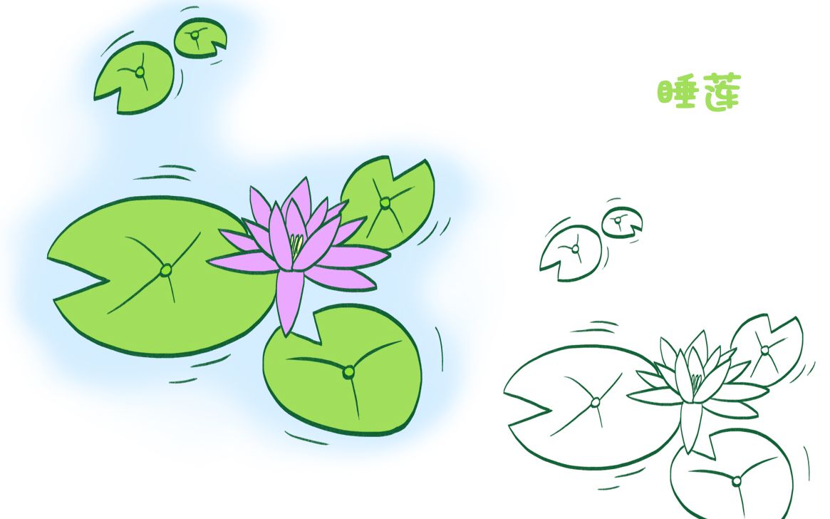 简笔画大全,睡莲(一)